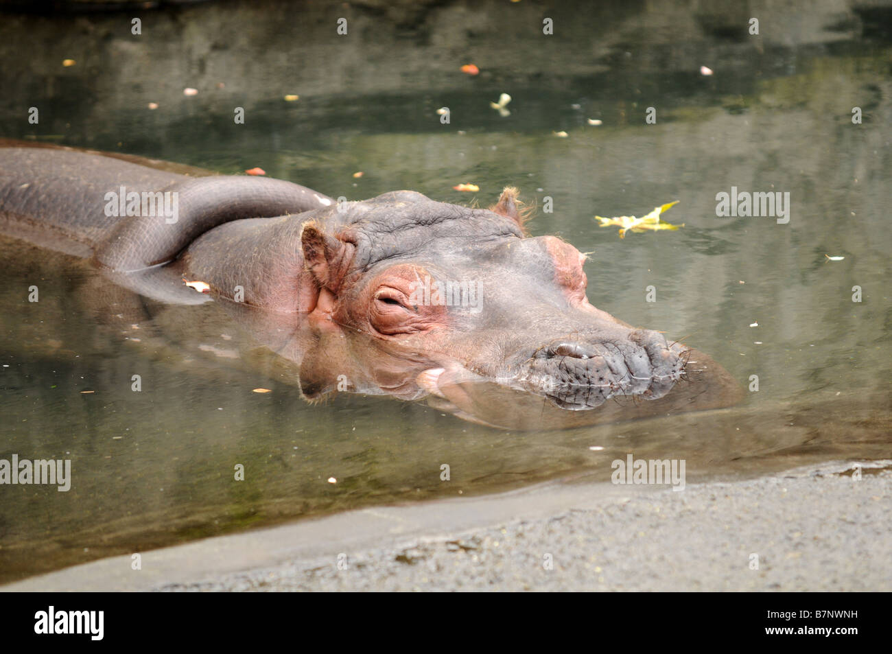 Hippo in water Stock Photo - Alamy