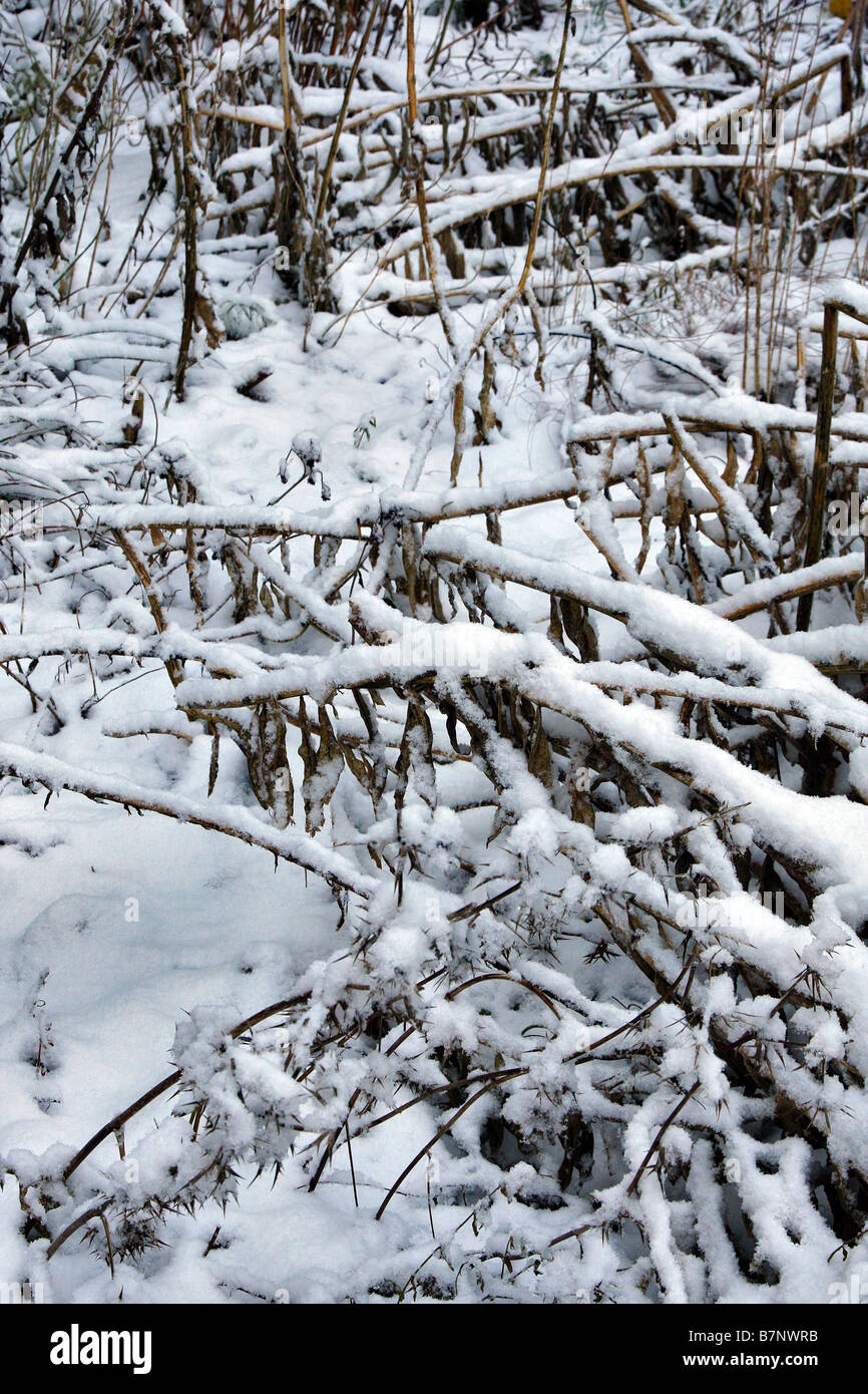 Tupa hi-res stock photography and images - Alamy