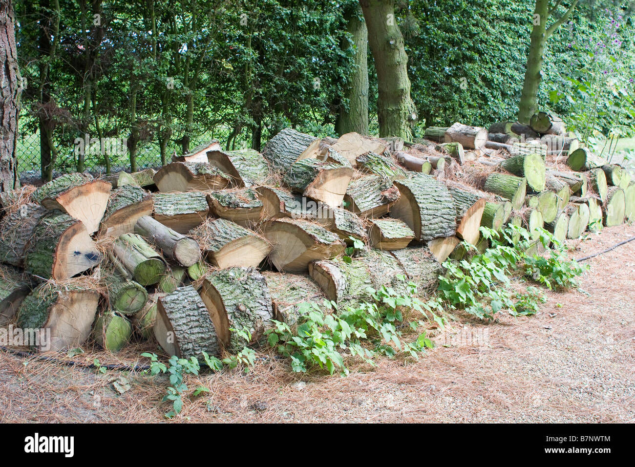 Cut and Split Logs Piled up for Seasoning Stock Photo - Alamy