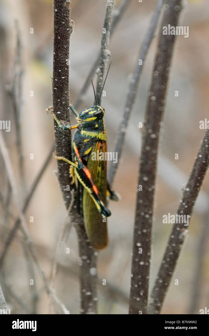 Locust hi-res stock photography and images - Alamy