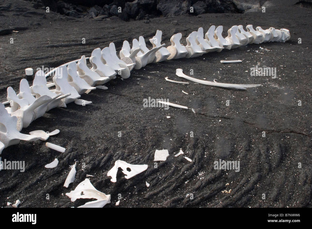 Backbone hi-res stock photography and images - Alamy