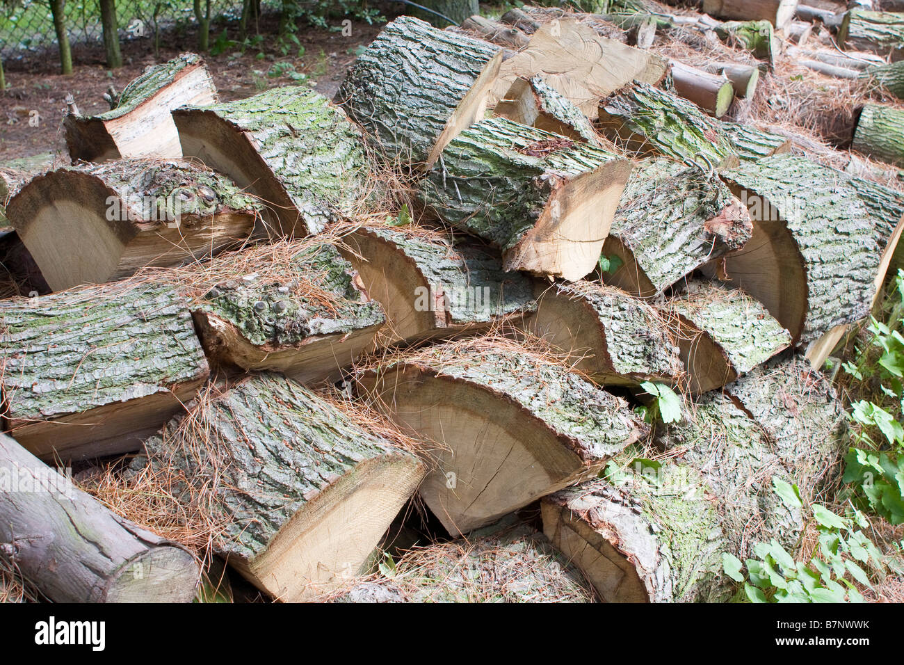 Cut and Split Logs Piled up for Seasoning Stock Photo - Alamy