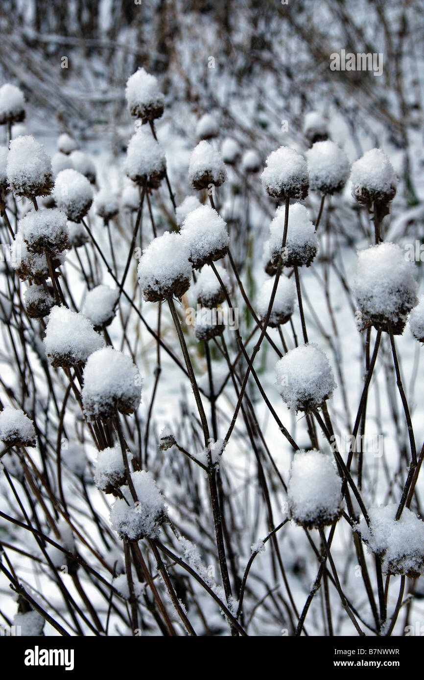 Winter garden seedheads hi-res stock photography and images - Alamy