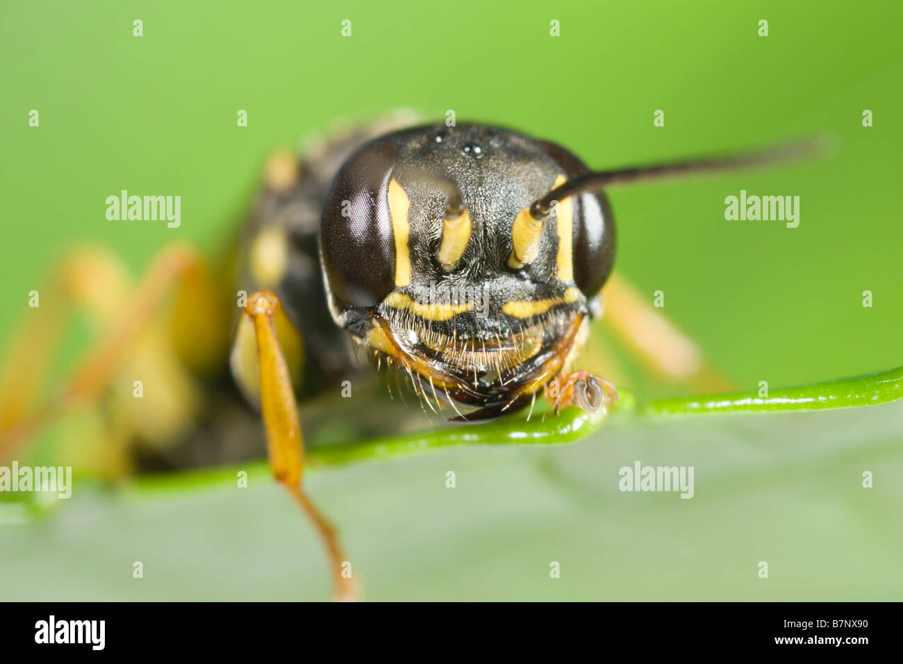 Solitary Digger Wasp Resting on Leaf Stock Photo - Alamy