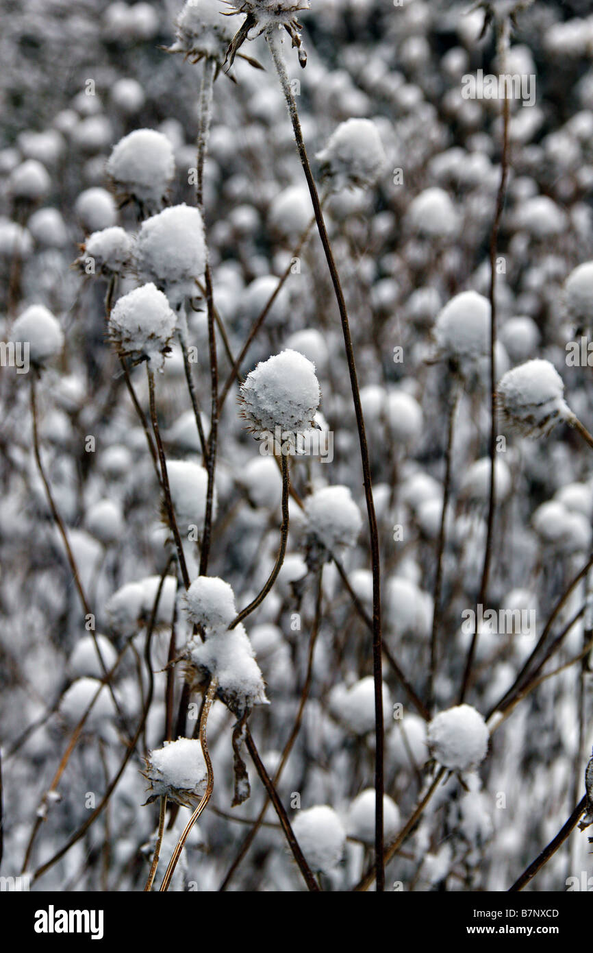 Dipsacus inermis hi-res stock photography and images - Alamy