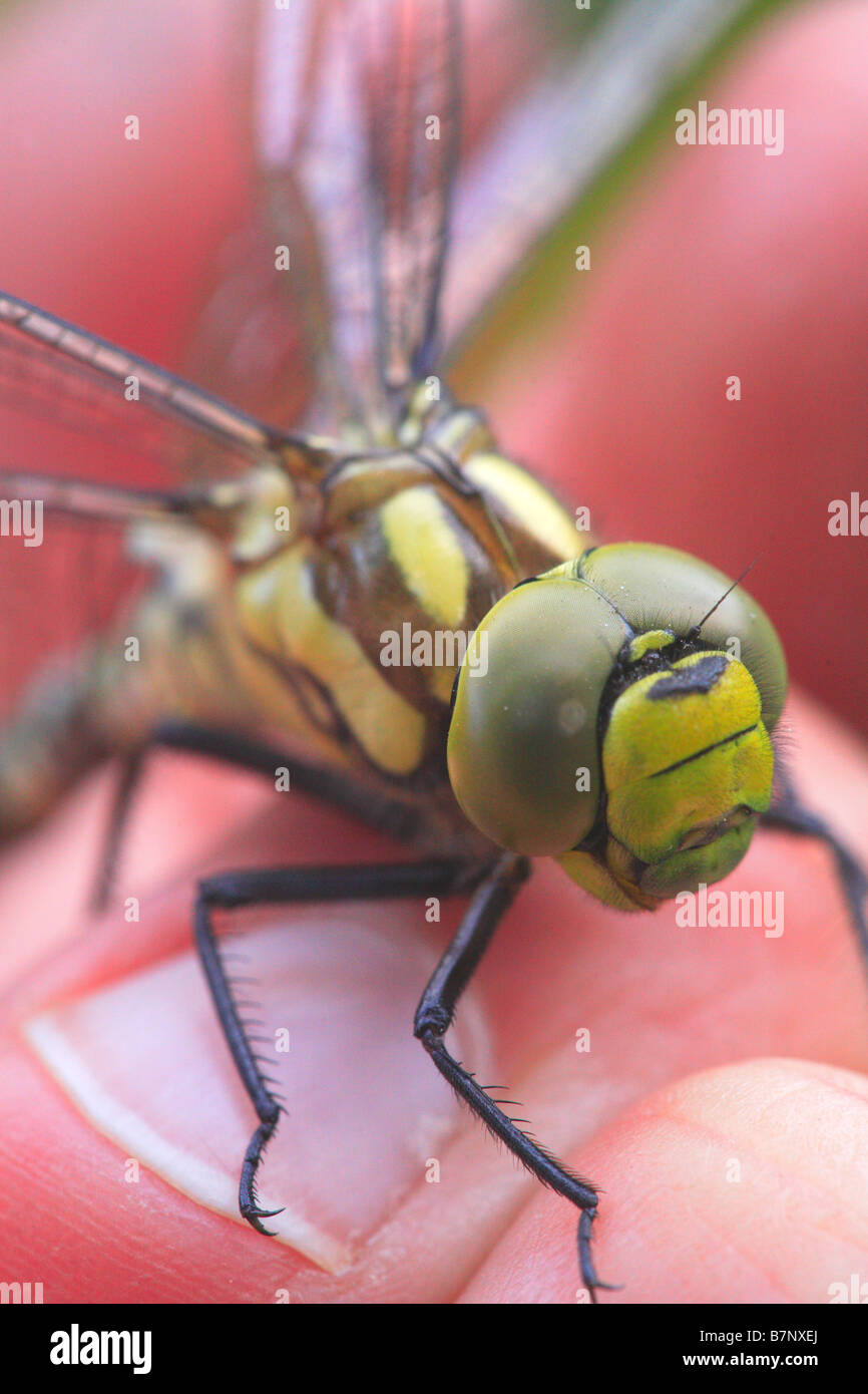 Dragonfly insect closeup garden green yellow invertebrate legs wings ...
