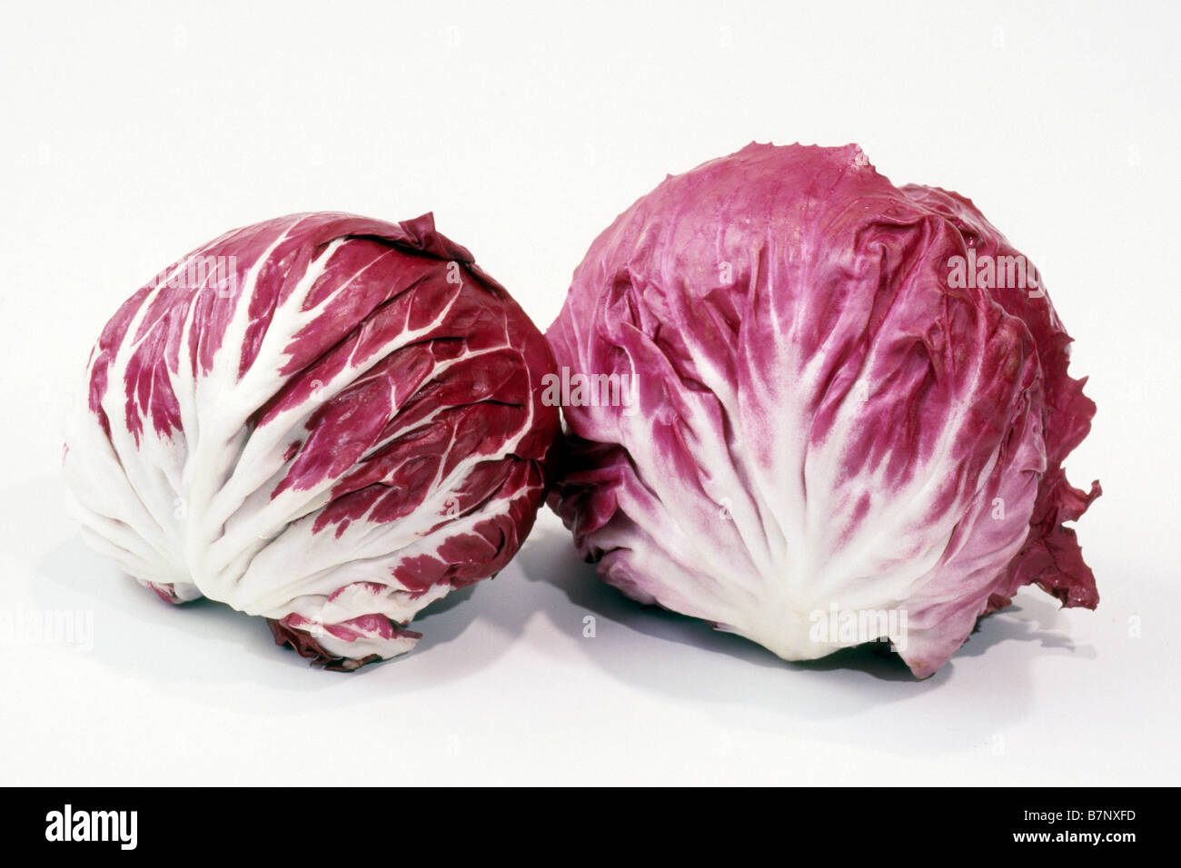 Red Chicory, Radicchio (Cichorium intybus var. foliosum), studio ...