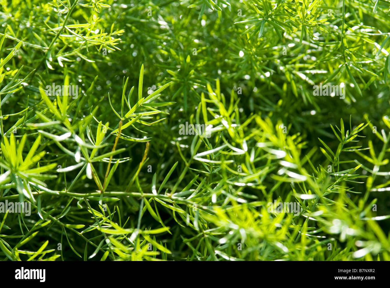 Asparagus fern hi-res stock photography and images - Alamy