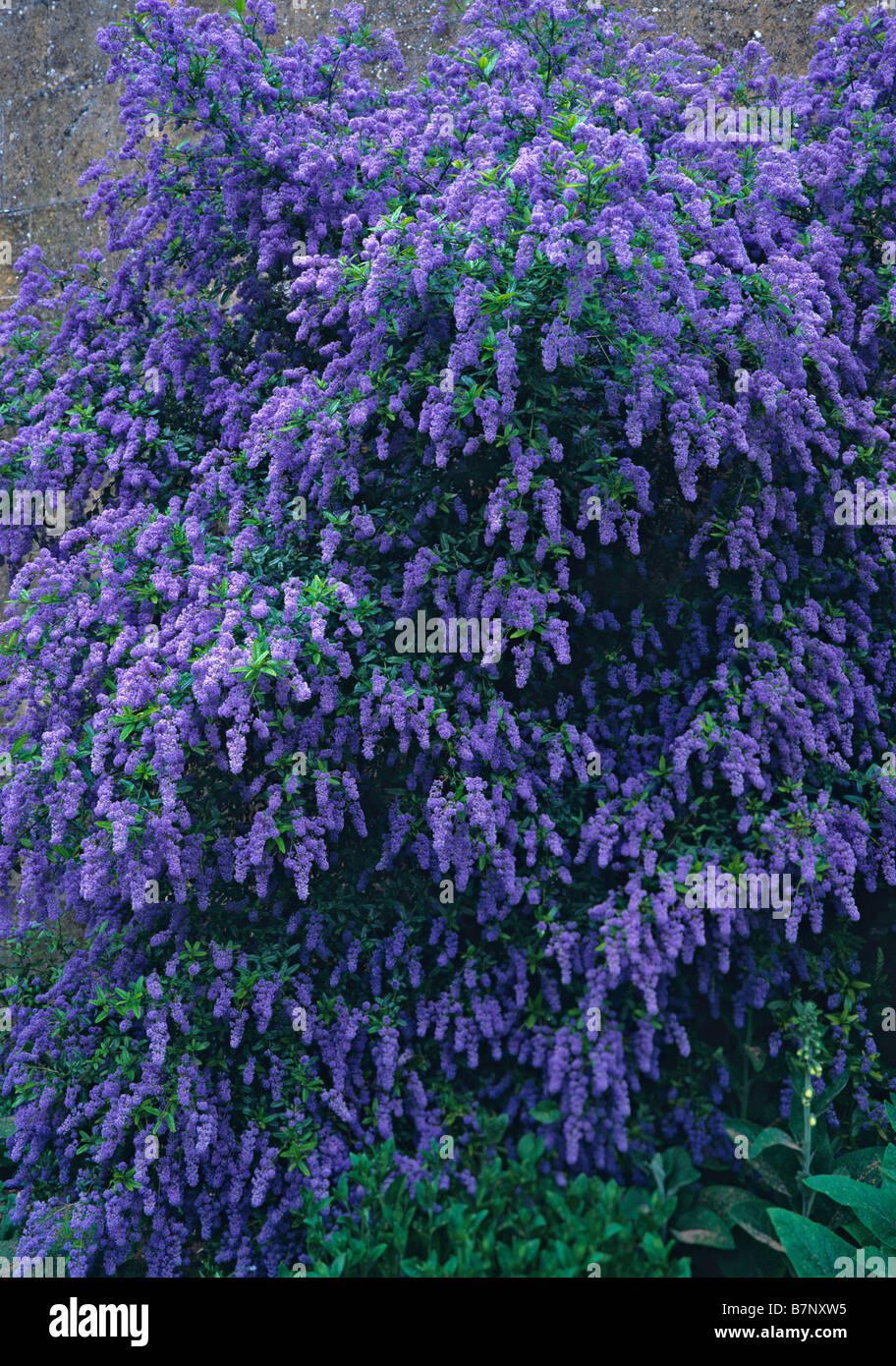 Blue flowering california lilac ceanothus hi-res stock photography and ...