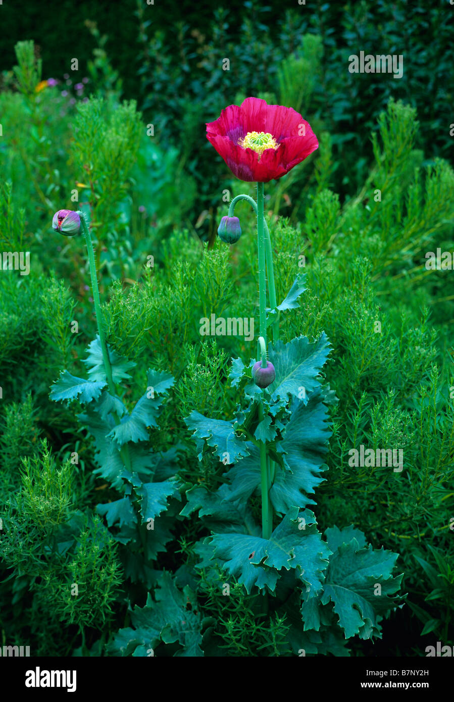 Flowering Papaver somniferum in a garden border Stock Photo - Alamy