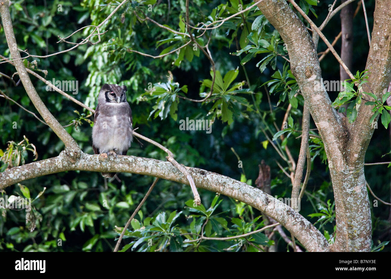Africa, Kenya, Masai Mara, Narok district. A Verreaux's eagle owl ...