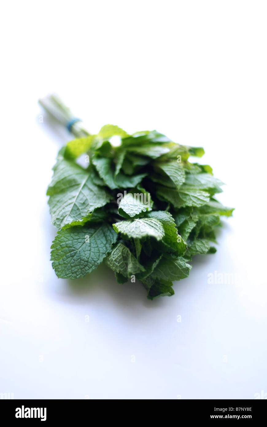 sprig of mint leaves Stock Photo - Alamy
