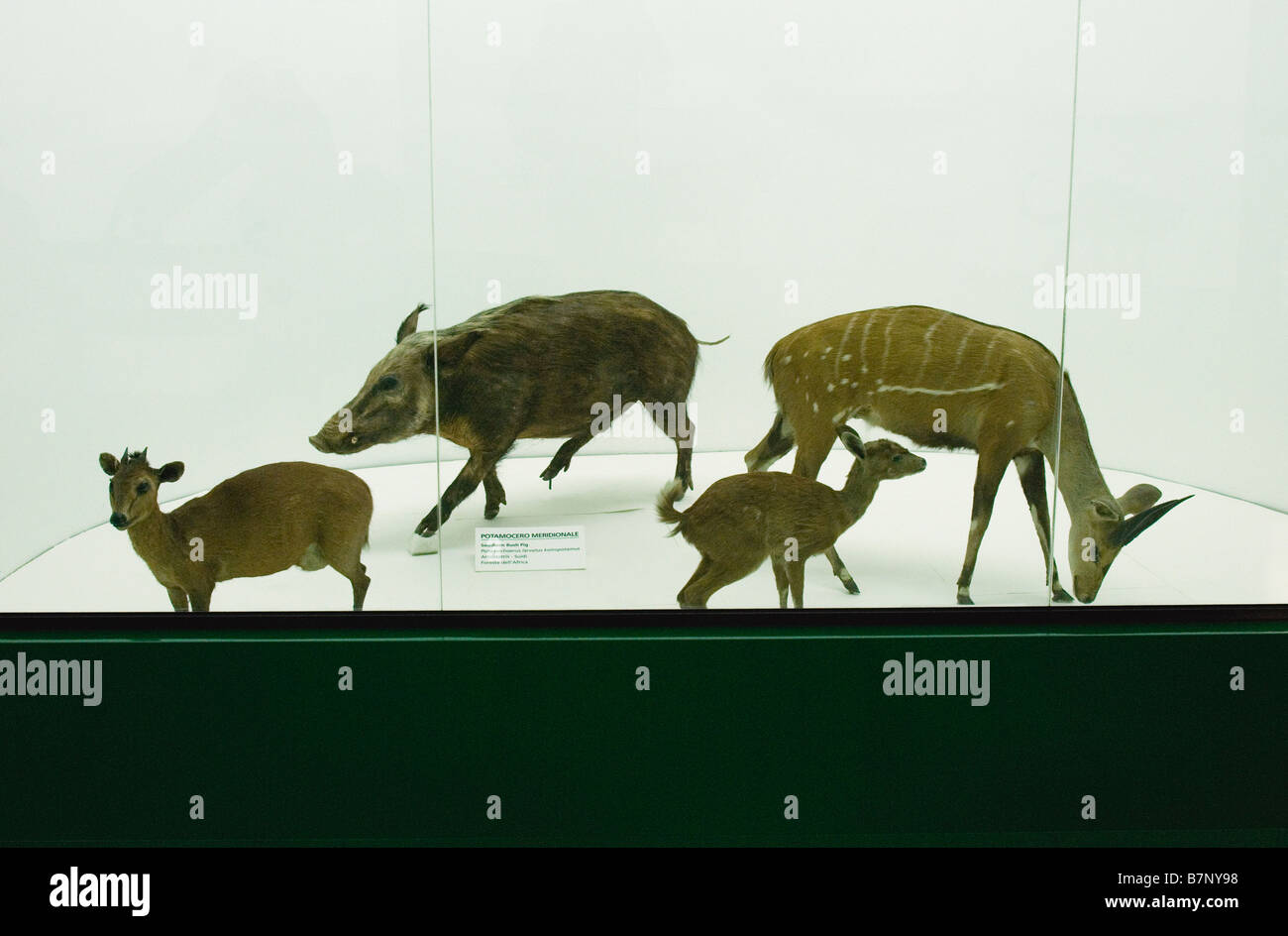 stuffed animals behind a glass at the Natural History Museum Stock ...