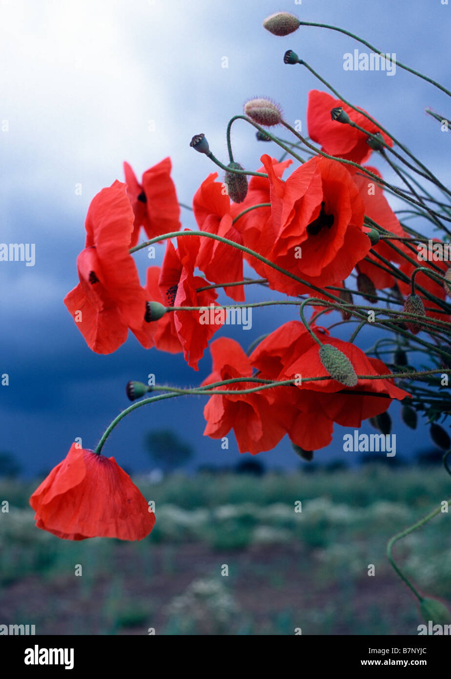 Poppy field in Norfolk UK Stock Photo - Alamy