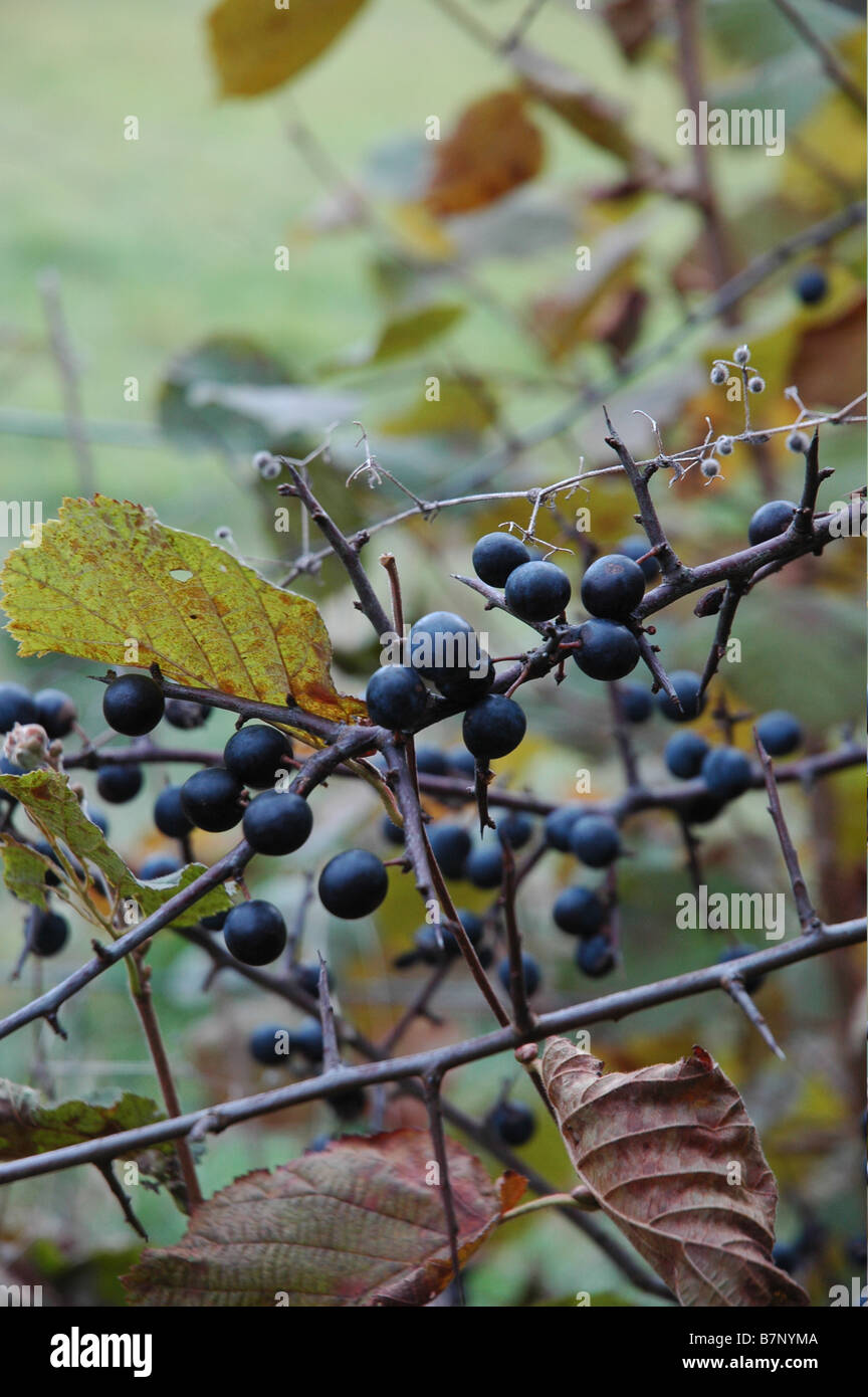 Hedgrow plants hi-res stock photography and images - Alamy