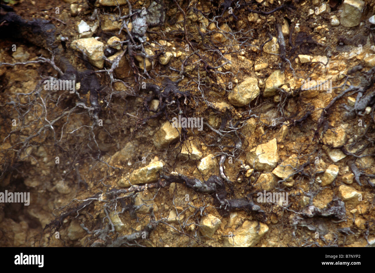 Details Of Rocks And Roots Stock Photo - Alamy