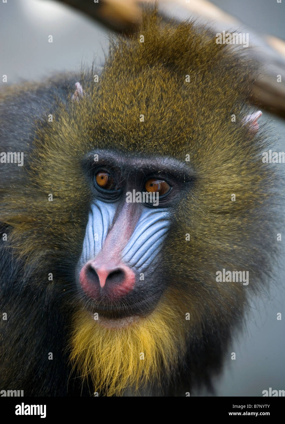 Mandrill Mandrillus sphinx monkey Stock Photo - Alamy