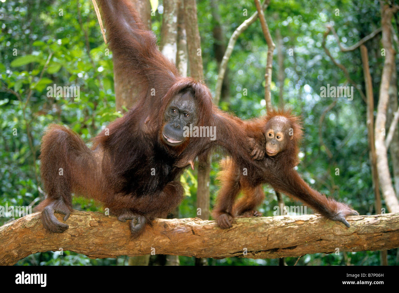 Orang Utan (Pongo pygmaeus), mother and child Stock Photo - Alamy