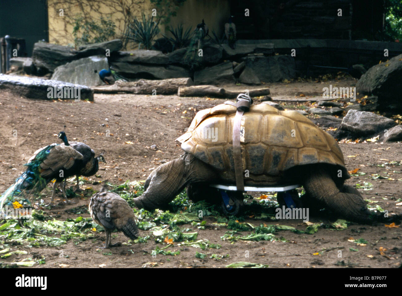 Injured Aldabra Tortoise ( Geochelone Gigantia ) in Philadelphia Zoo ...