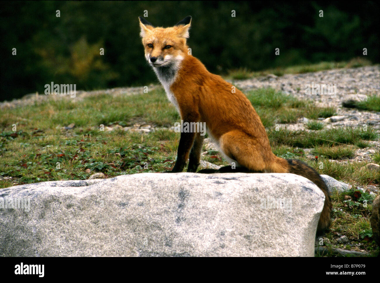 Red Fox ( Vulpes Vulpes ) New Hampshire USA Stock Photo - Alamy