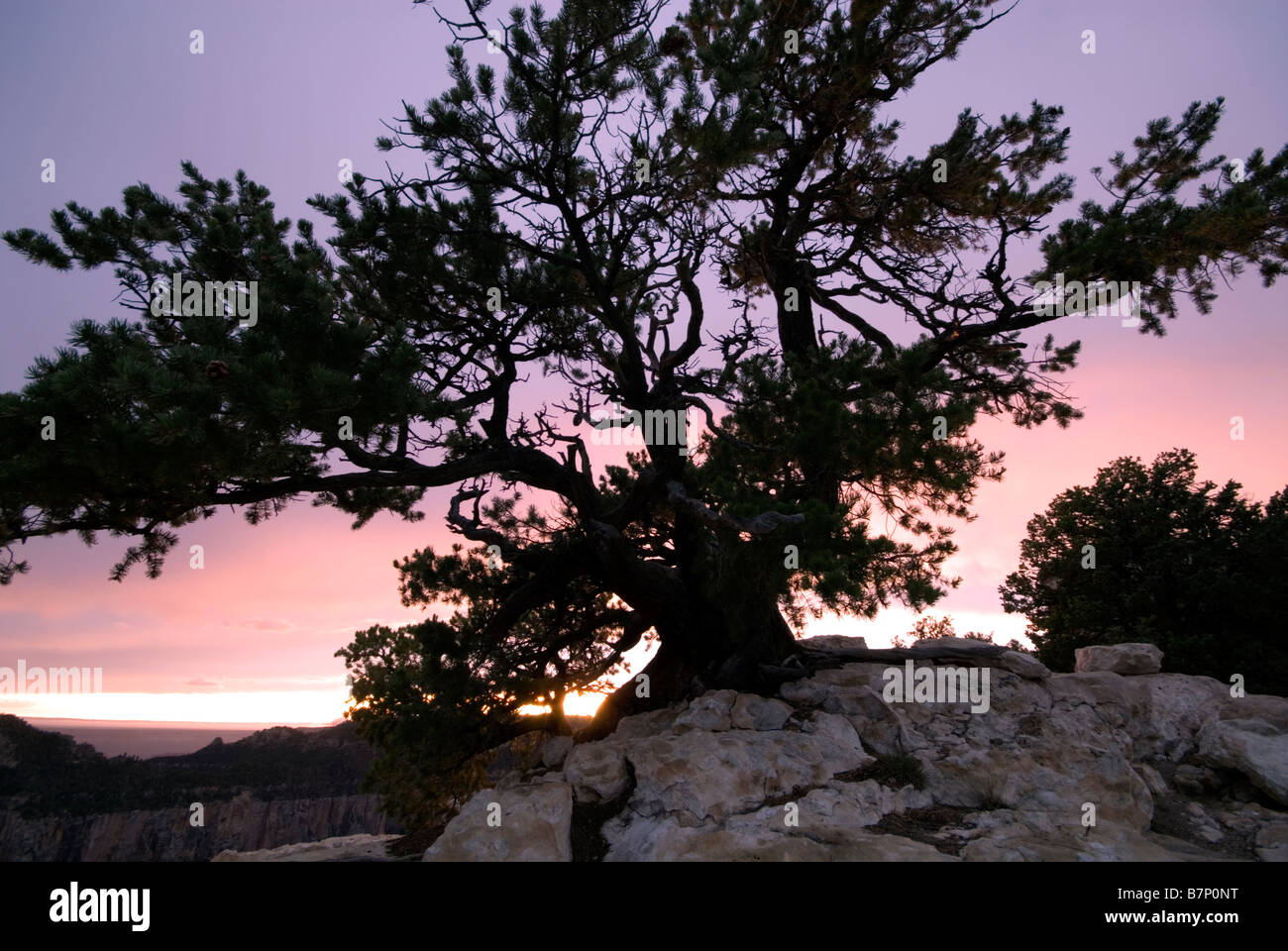 Trail at sunset Pinon Pine North Rim Grand Canyon National Park Arizona ...