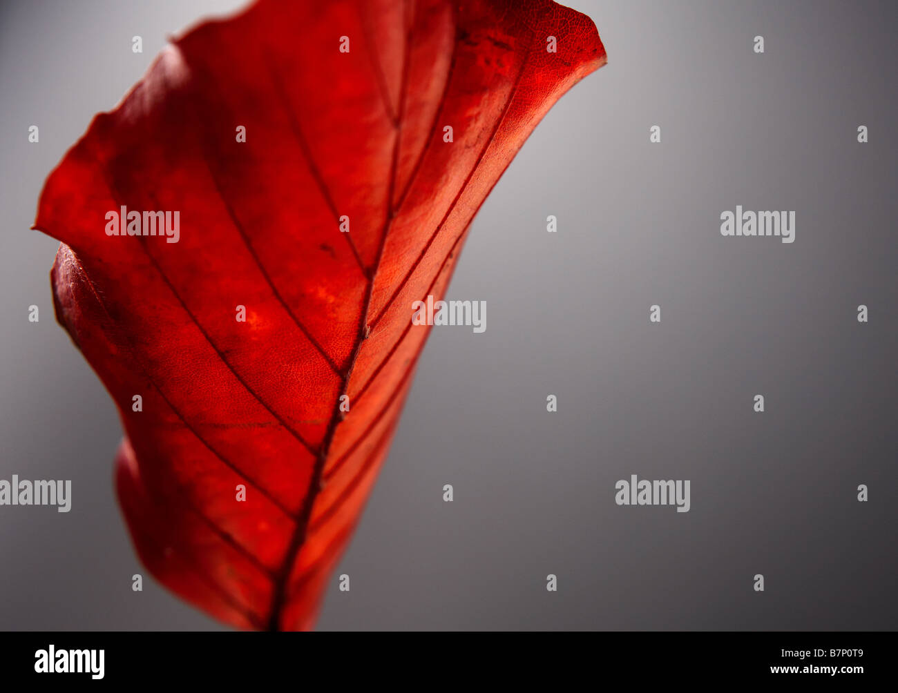Autumn leaf against a grey background Stock Photo - Alamy