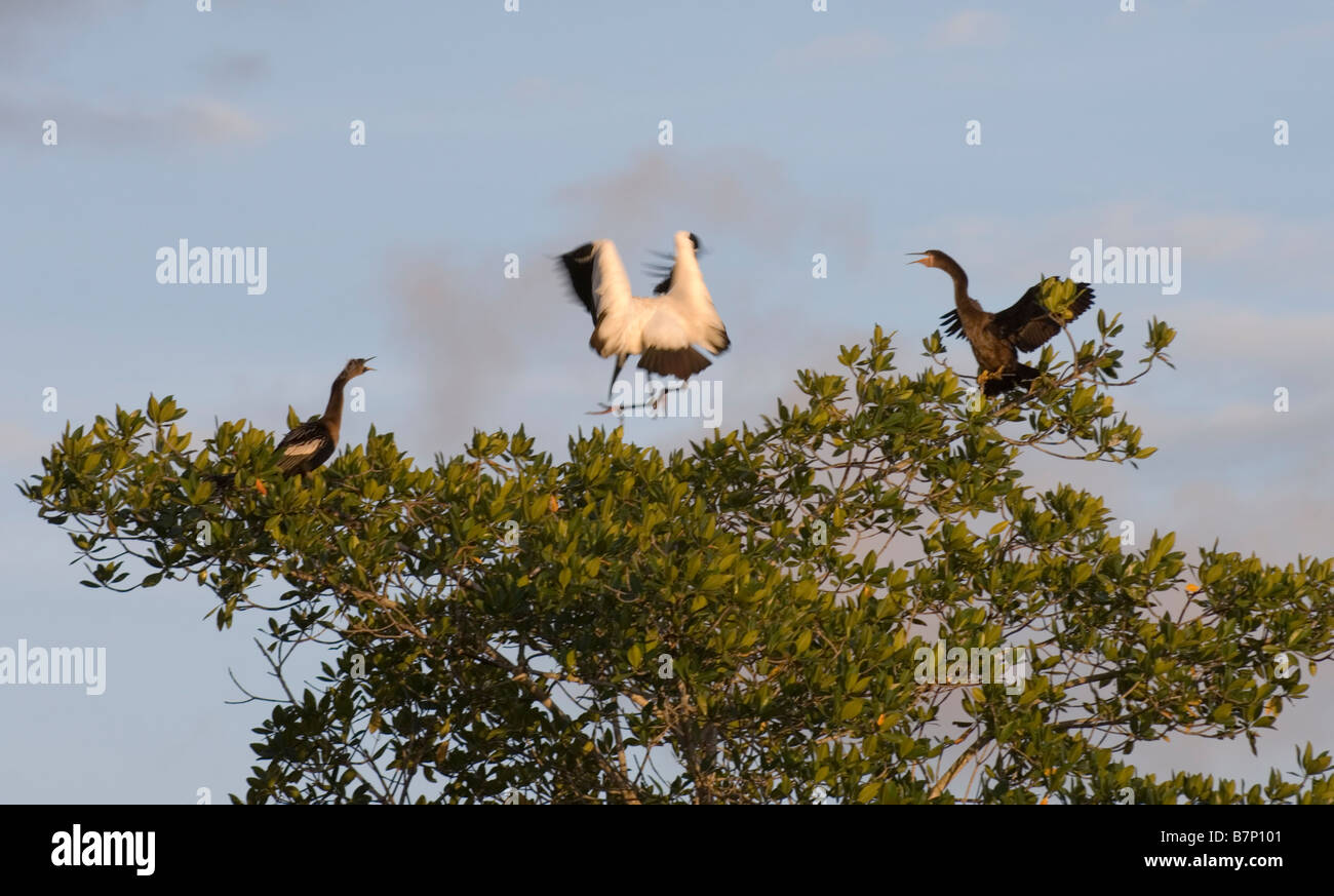 Fighting off hi-res stock photography and images - Alamy