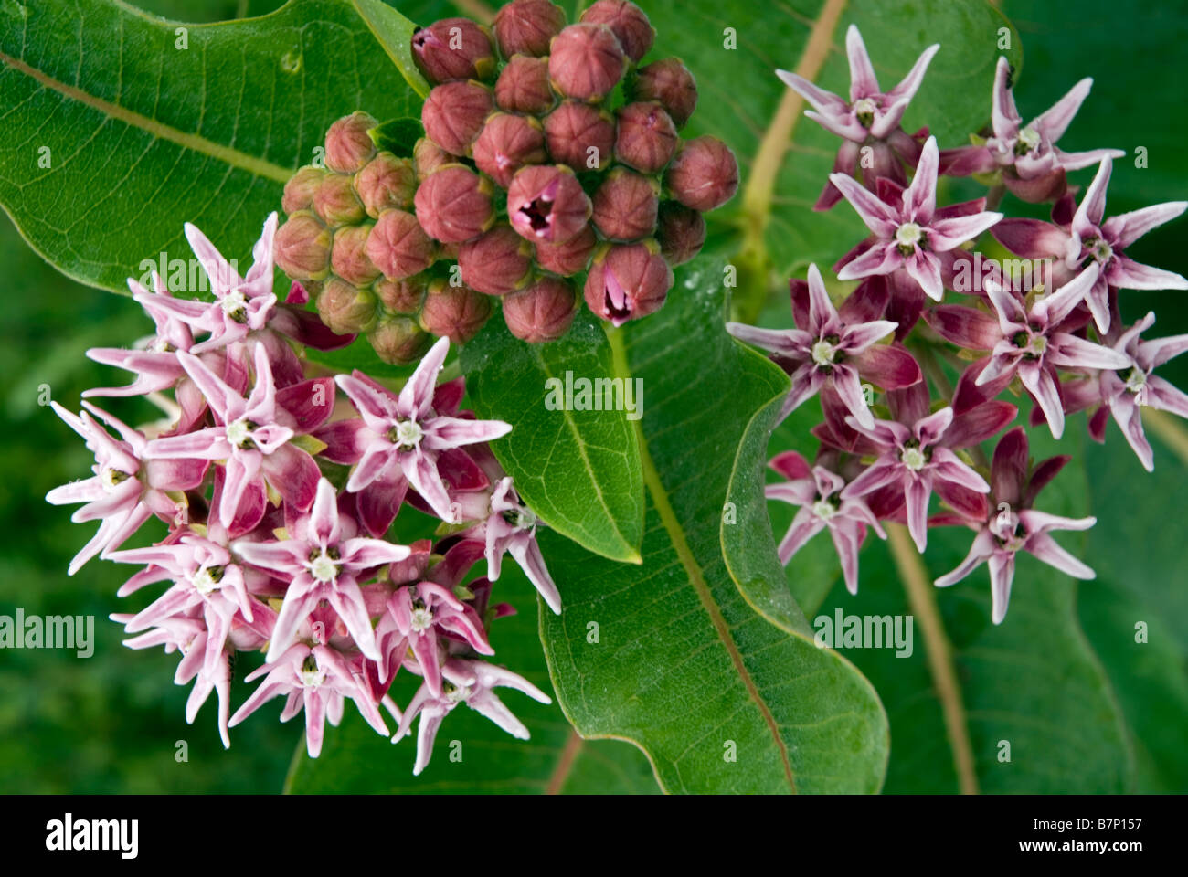 Showy Milkweed San Luis Valley Colorado Stock Photo - Alamy