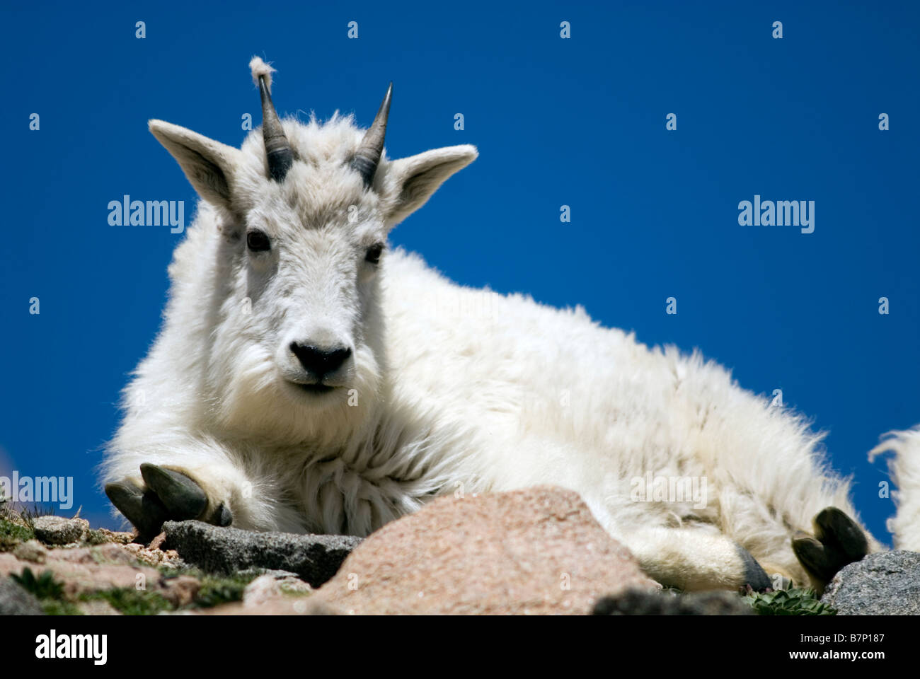 Mountain Goats Mount Evans Scenic Area Colorado USA Stock Photo - Alamy