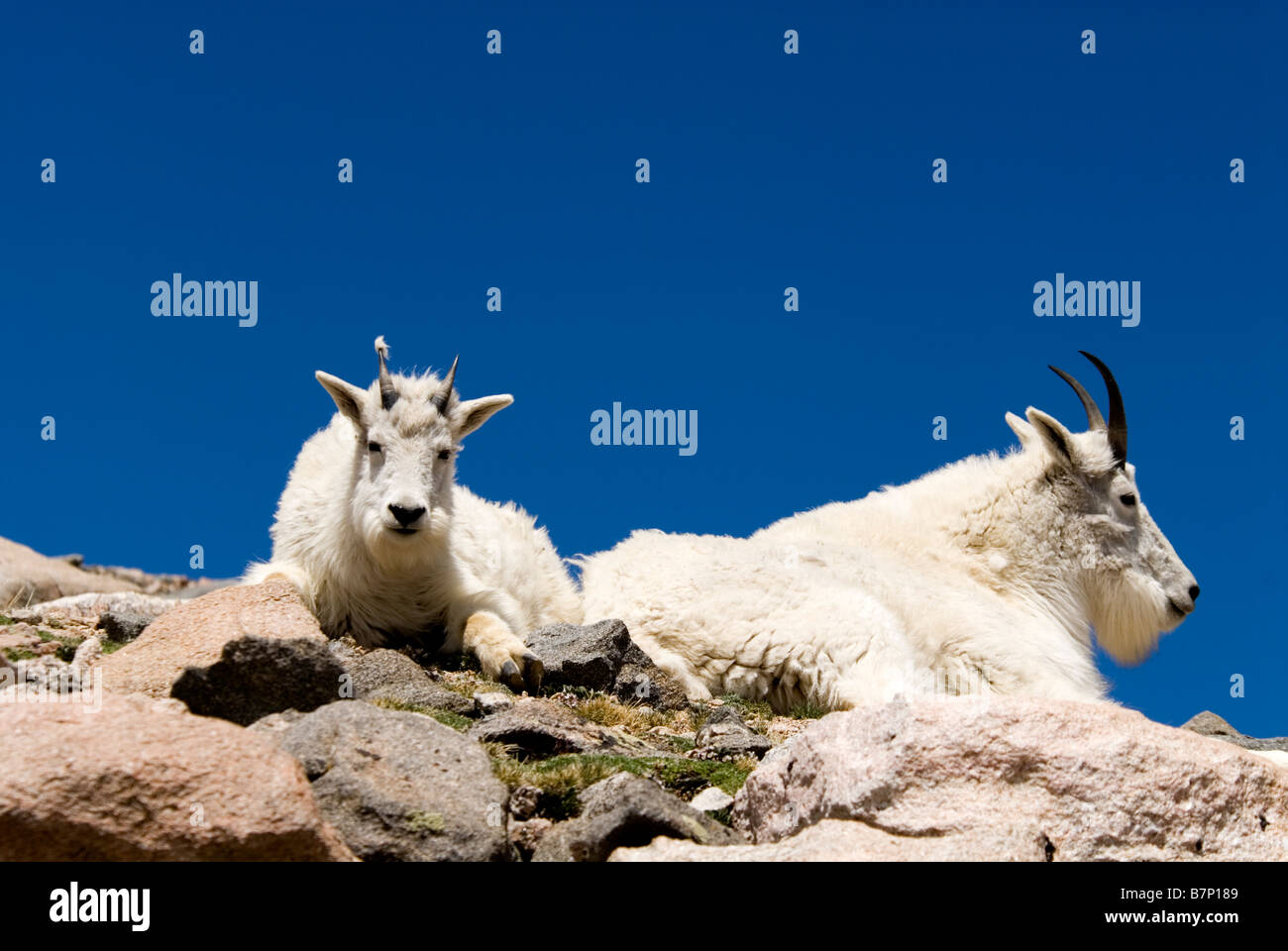Mountain Goats Mount Evans Scenic Area Colorado USA Stock Photo - Alamy
