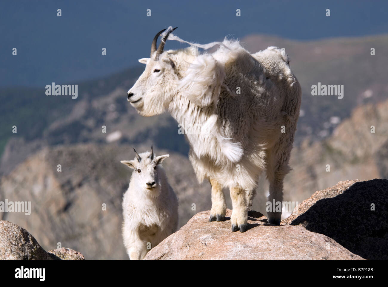 nanny and yearling Mountain Goats Mount Evans Scenic Area Colorado USA ...