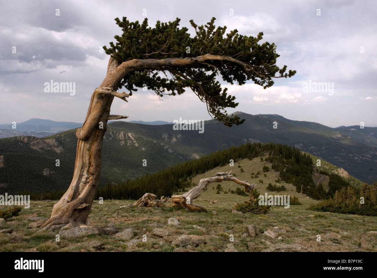 Bristlecone pine scenic area hi-res stock photography and images - Alamy