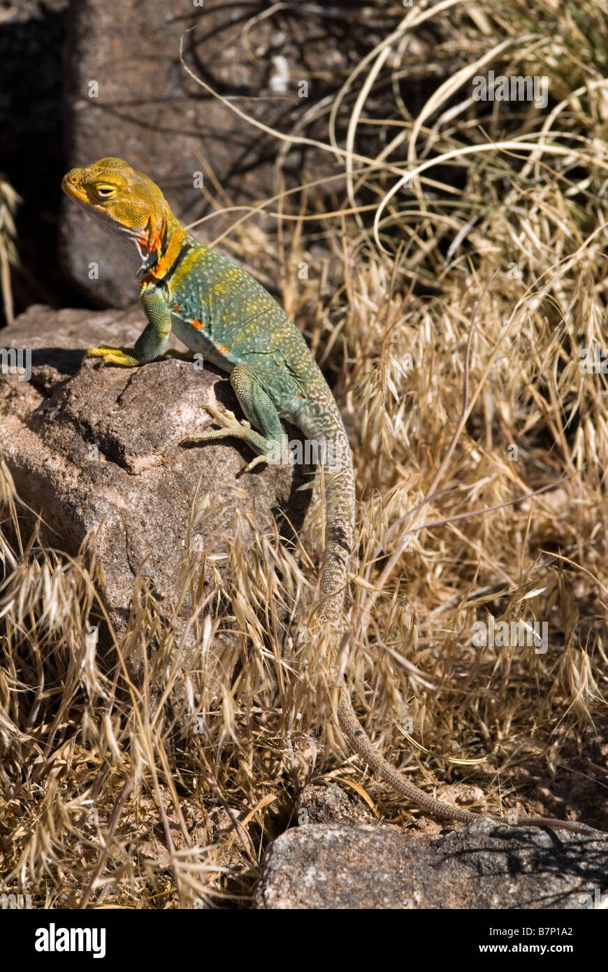 Colorado National Monument Colorado Eastern Collared Lizard Stock Photo ...