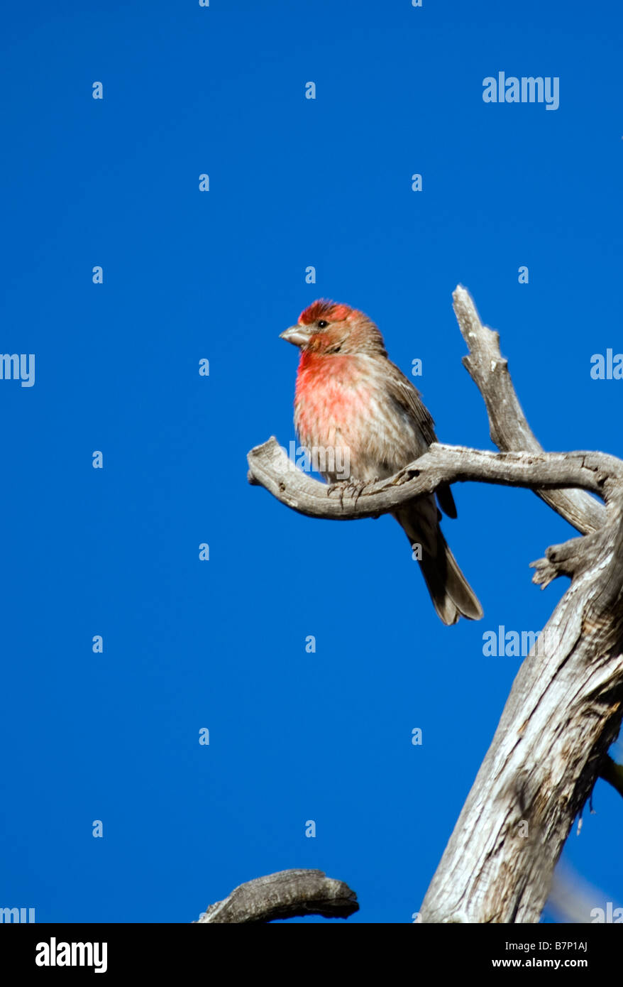 male Colorado National Monument Colorado House Finch Stock Photo - Alamy