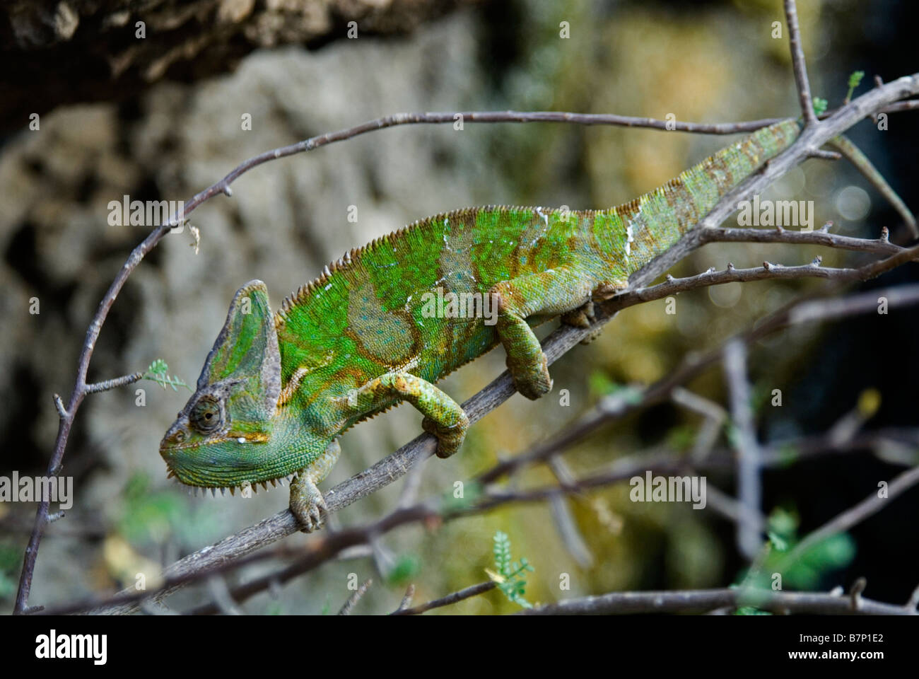 The veiled chameleon hi-res stock photography and images - Alamy