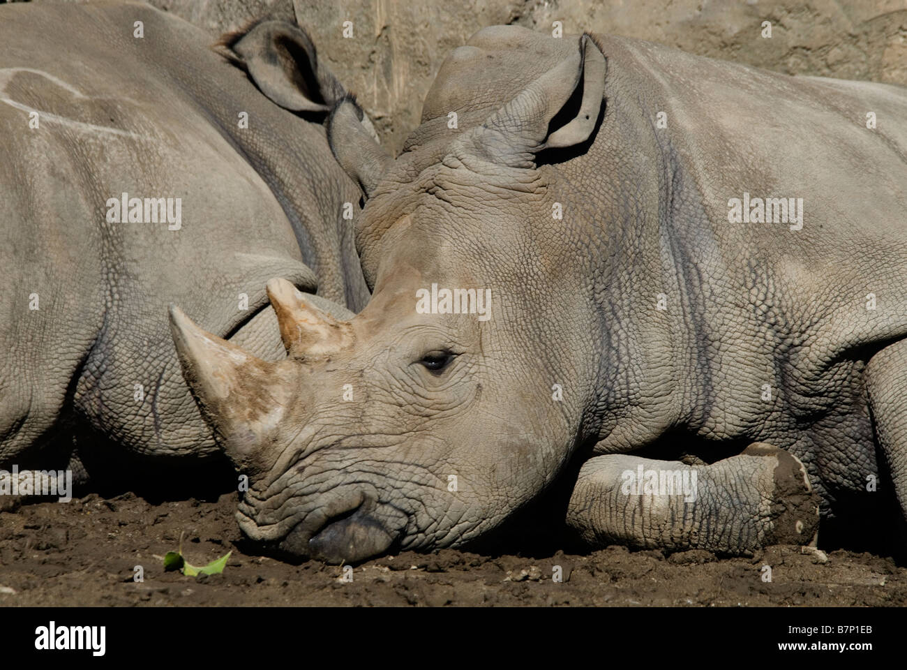 Southern White Rhino Stock Photo - Alamy