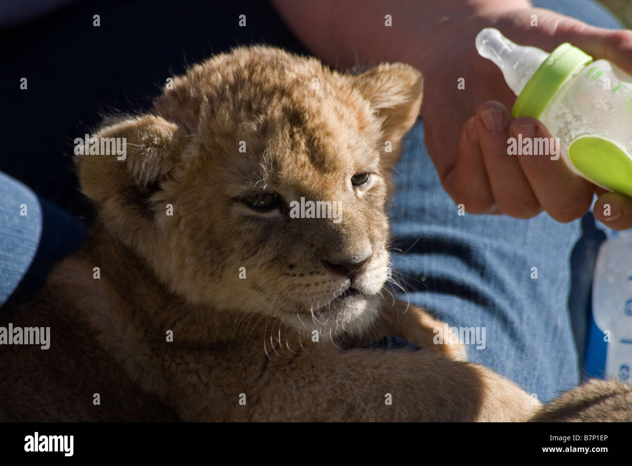 African Lion Cub 1 Month Old Stock Photo - Alamy