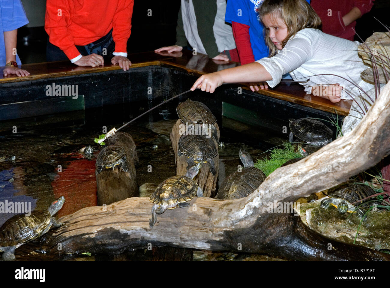 Children feeding turtles Stock Photo - Alamy