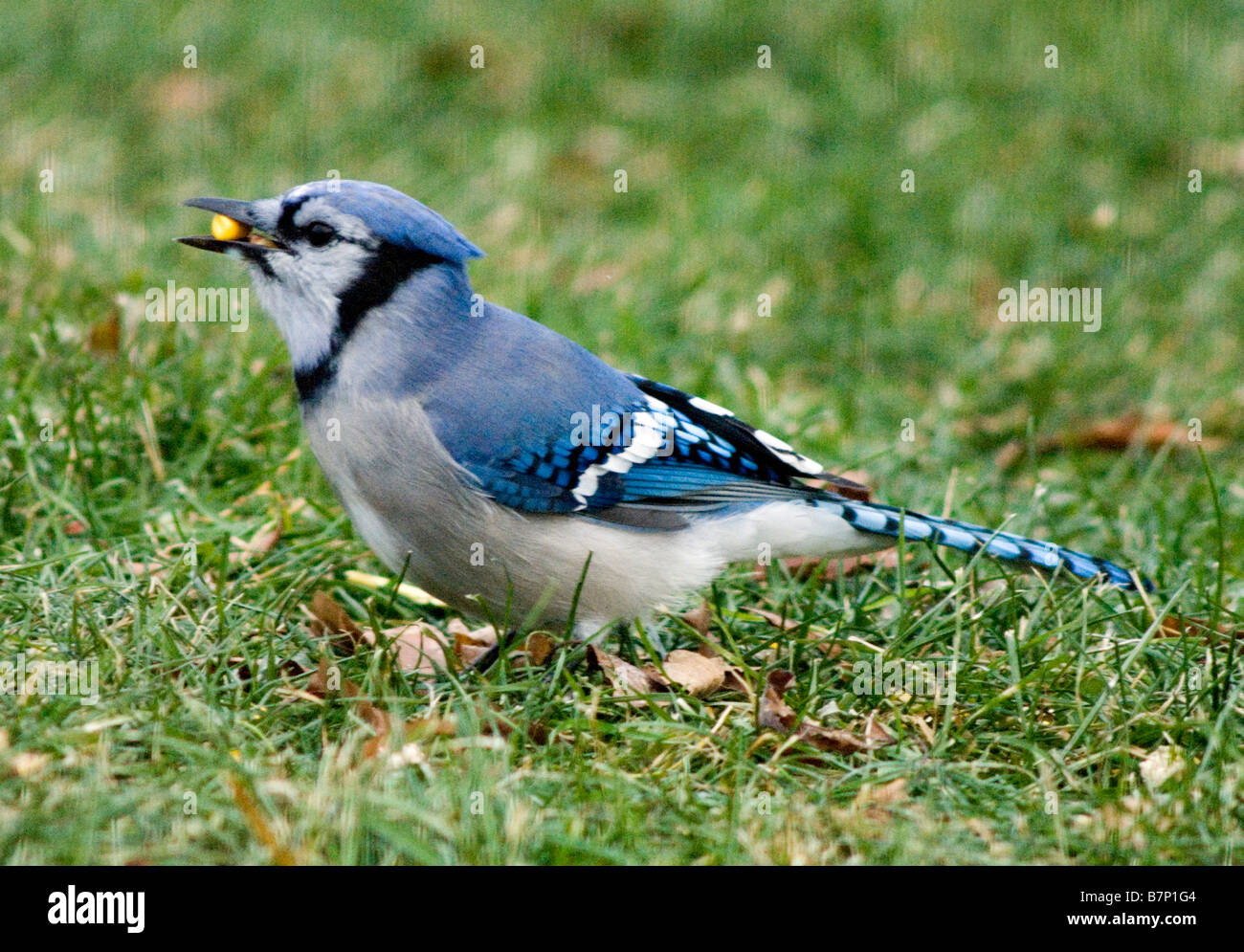 Blue Jay Cyanocitta cristata Stock Photo - Alamy