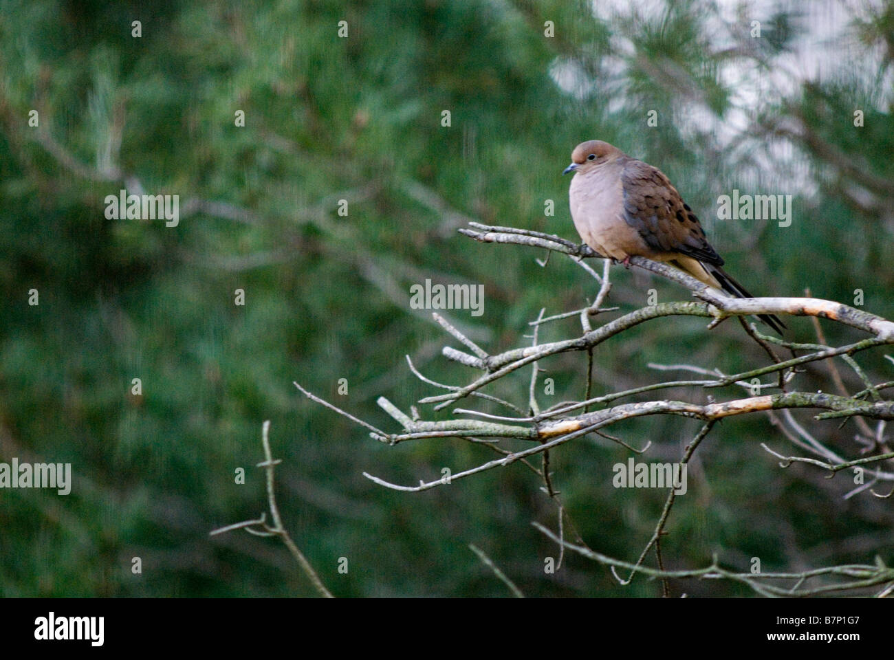 Mourning Dove Zenaida macroura Stock Photo - Alamy