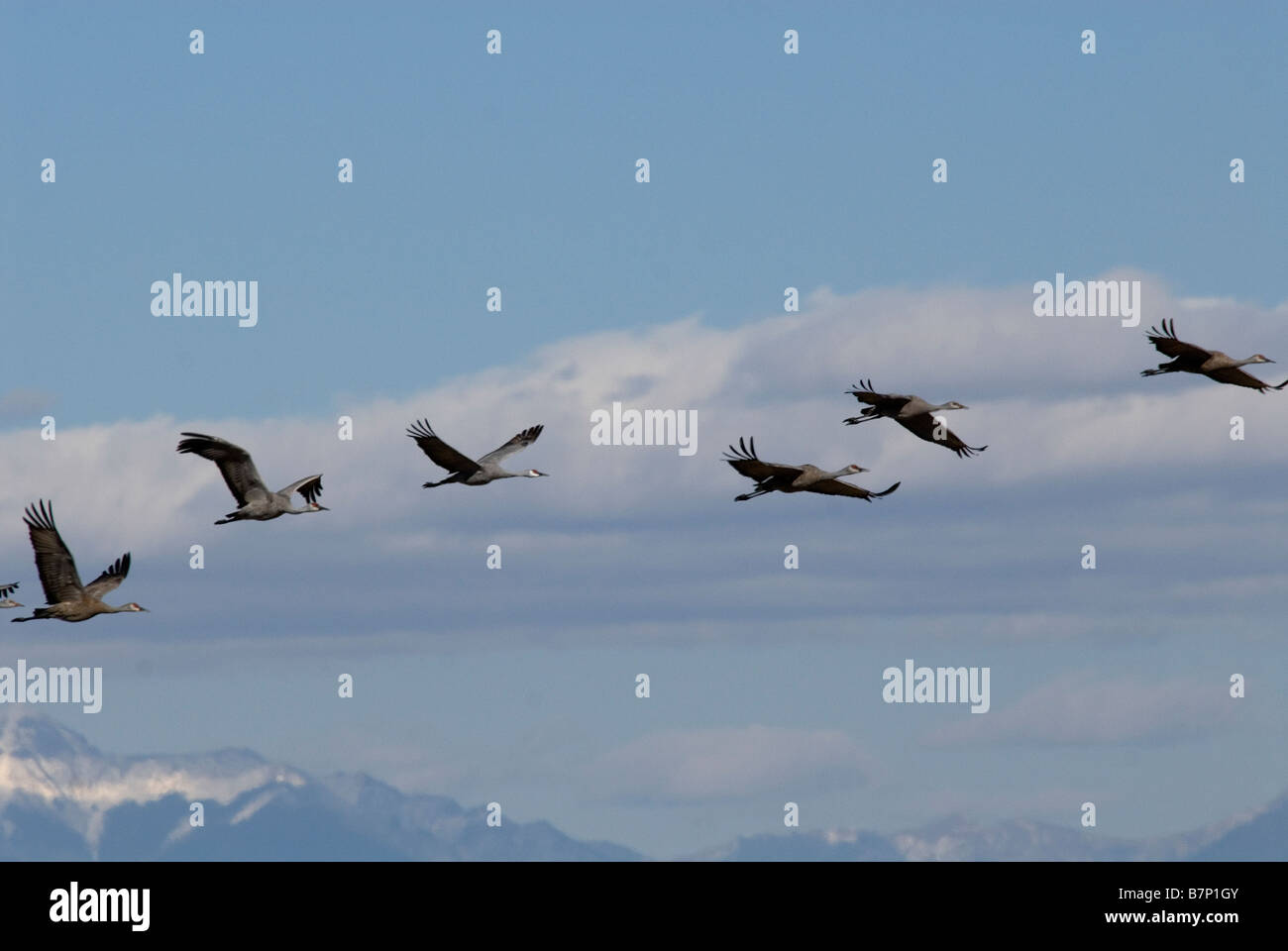 Sandhill Cranes in flight Stock Photo - Alamy