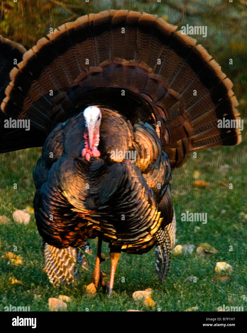 Wild Turkey Meleagris gallopavo Stock Photo - Alamy