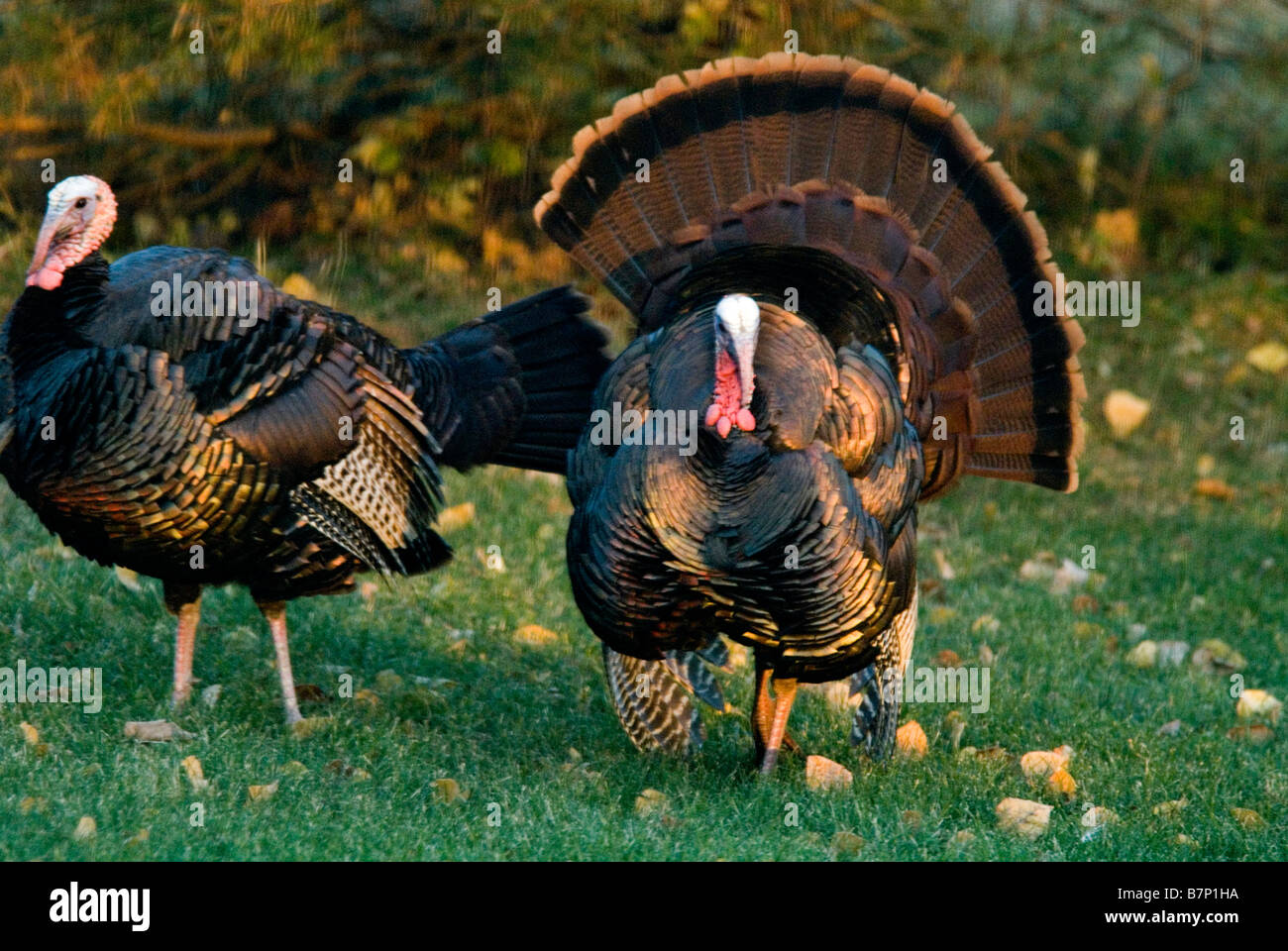 Wild Turkey Meleagris gallopavo Stock Photo - Alamy