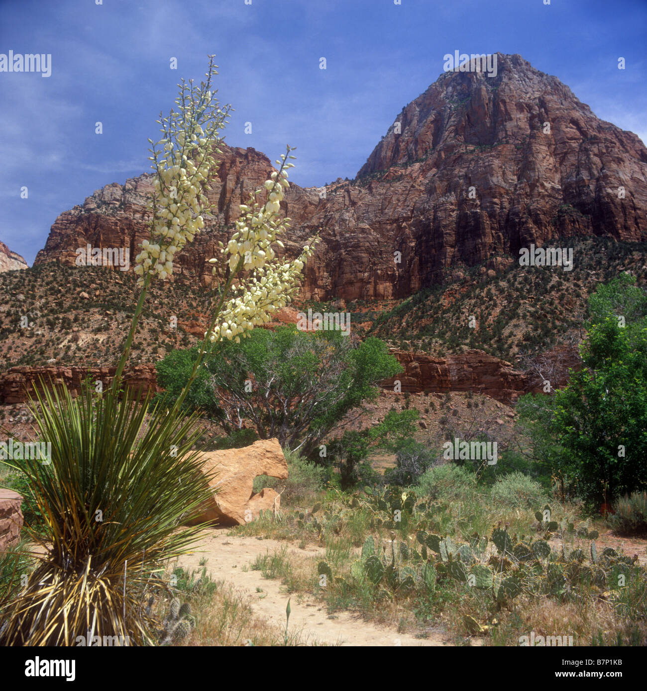Flowering Yucca plant in Utah's Zion National Park near Springdale ...