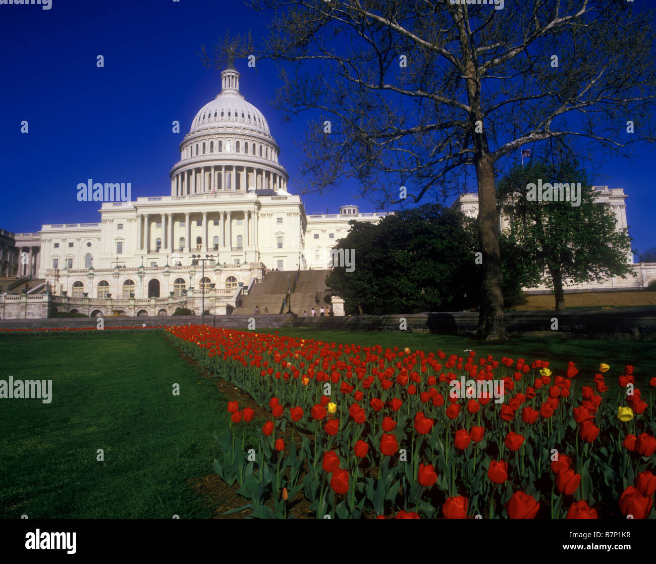 United states capitol with spring flowers washington dc hi-res stock ...