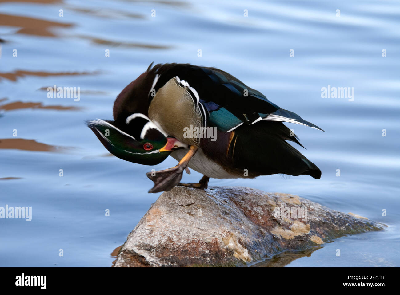 Wood Duck Aix sponsa Stock Photo - Alamy