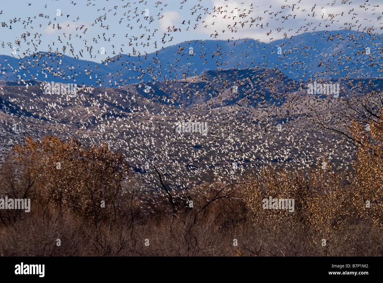 Snow Geese Chen Caerulescens Stock Photo - Alamy