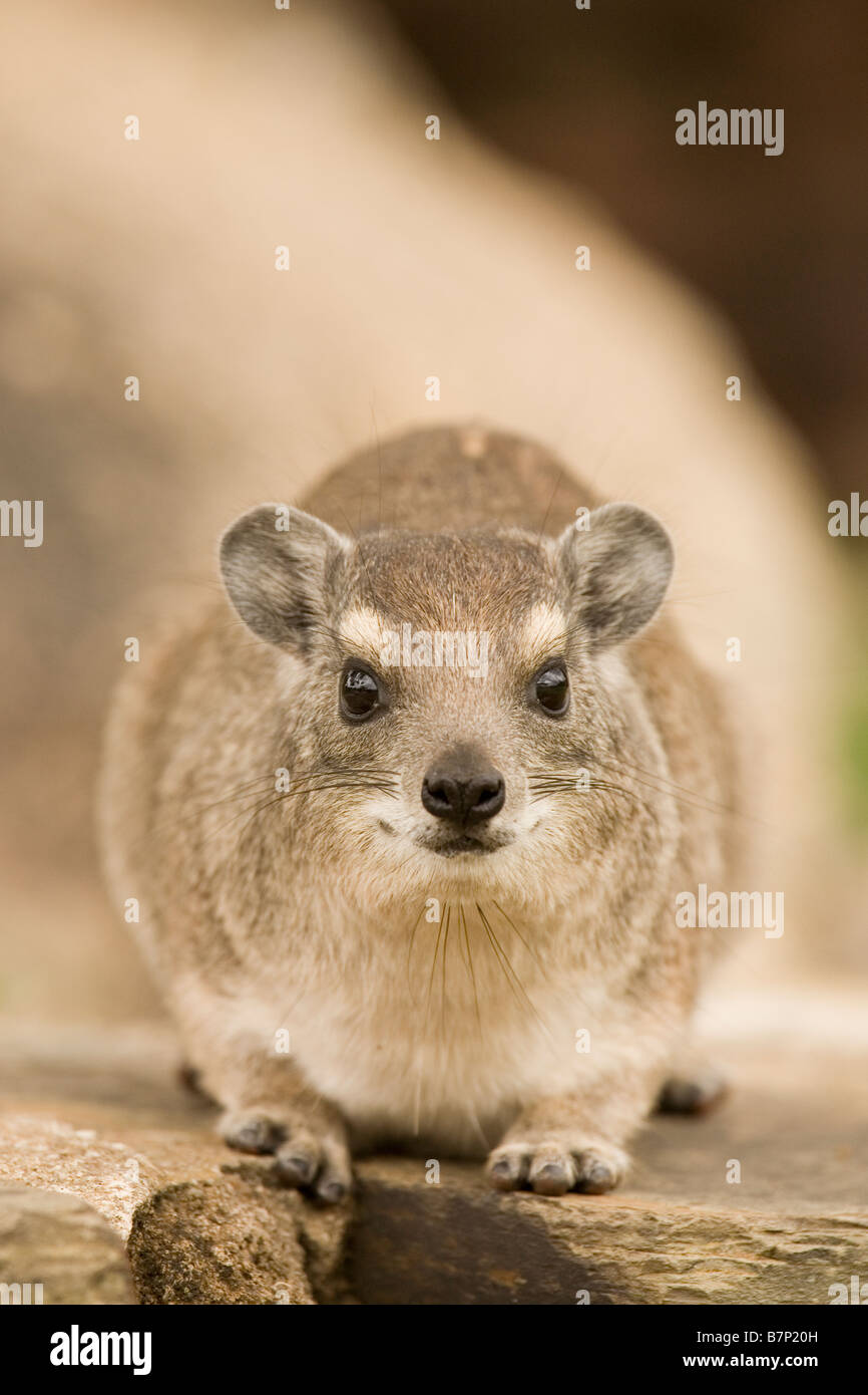 Rock Hyrax Yellow spotted Dassie Heterohyrax brucei Serengeti Tanzania ...