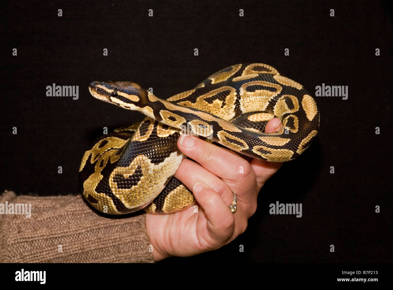 Pet Royal Python Python regius held in the hand Stock Photo - Alamy