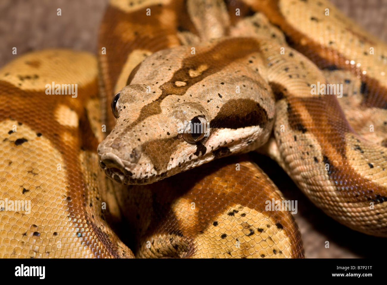 Boa constrictor hi-res stock photography and images - Alamy